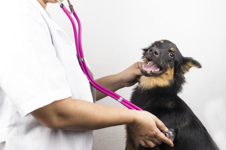 Thrive Vet Care - 300+ 4.7 Rating | Airdrie Vet Since 1981